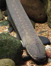 Anguille d'Amérique